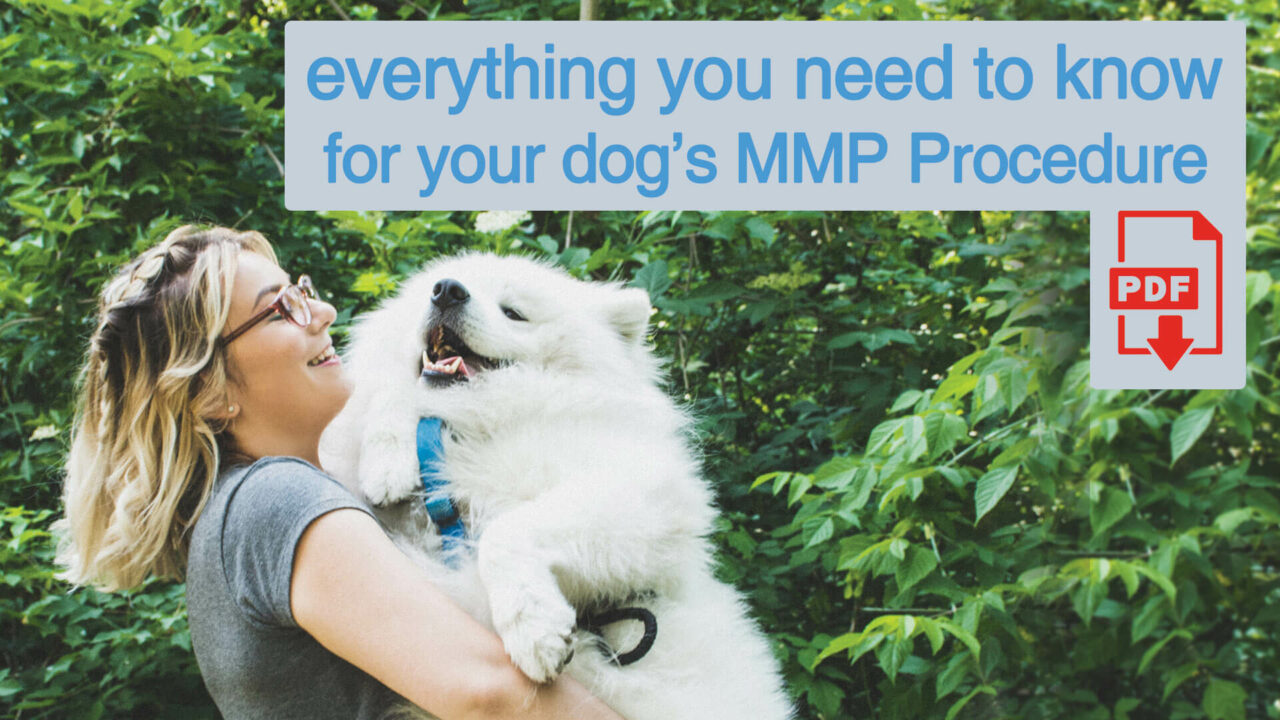 Pet Orthopaedic Surgery - Hilton Vet Hospital