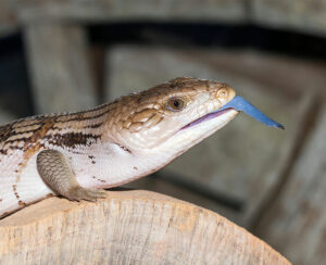 Hilton Vet Hospital - Blue Tongue Lizard - Hilton Vet Hospital