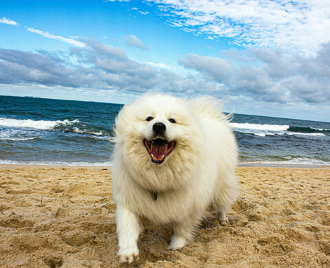 Dog Sterilisation & Neutering - Hilton Vet Hospital