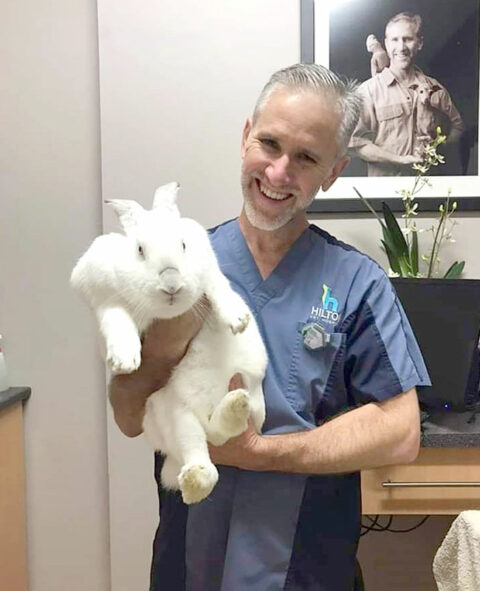 Rabbits - Hilton Vet Hospital